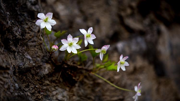 'Cliff flowers' bring vitality to Beijing's Miaofeng Mountain - CGTN
