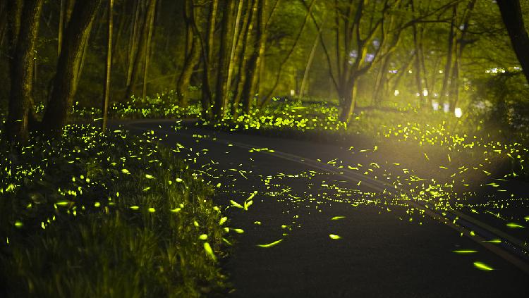 A great amount of fireflies show up in E China - CGTN