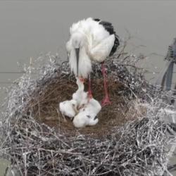 Live: Cute oriental white stork nestlings turn one month old - CGTN