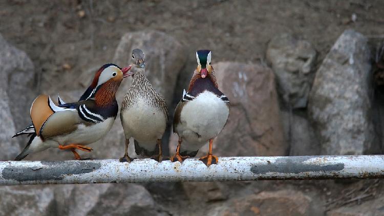 Love season for mandarin ducks - CGTN