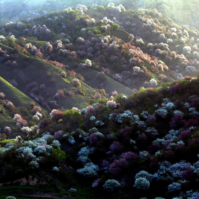 Live: Splendid view of Xinjiang's Ili River Valley's wild fruit forest ...