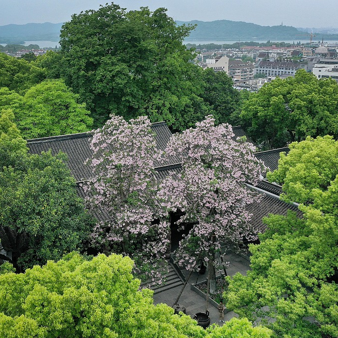 Two ancient Manchurian catalpa trees in full blossom in E China - CGTN