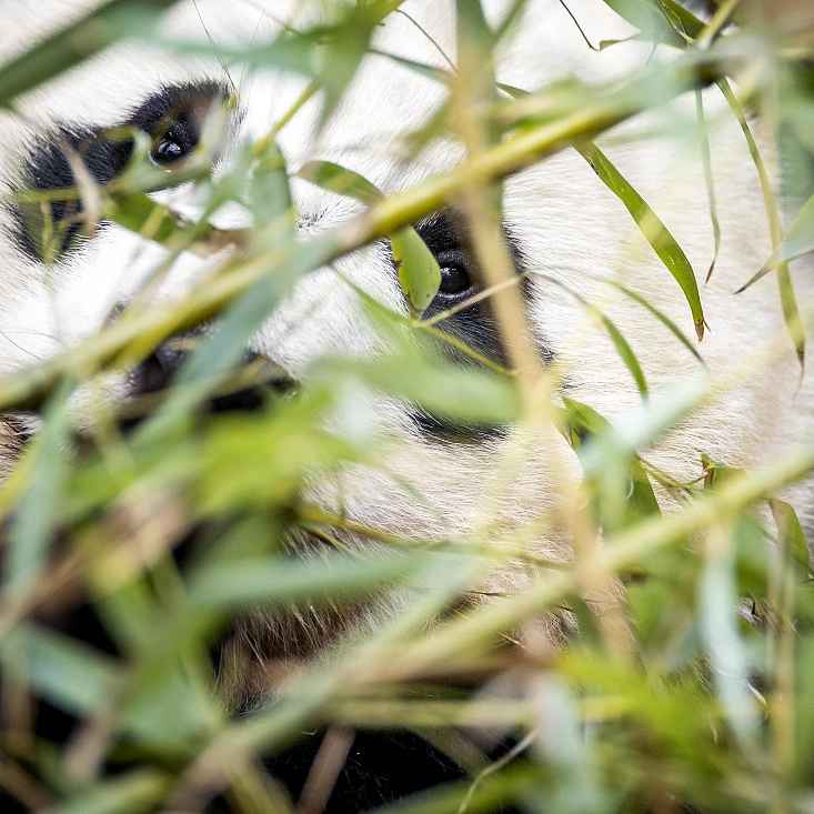 Panda boy Fan Xing in the Dutch Ouwehands Zoo turns 2 years old - CGTN