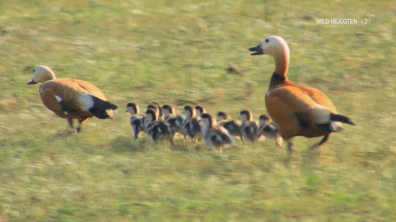 Inner Mongolia: The Ruddy Shelducks’ Journey Home - CGTN