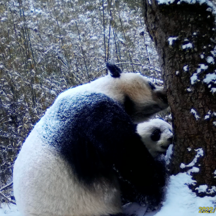 The giant panda mother's scent-marking 'lesson' in the wild - CGTN