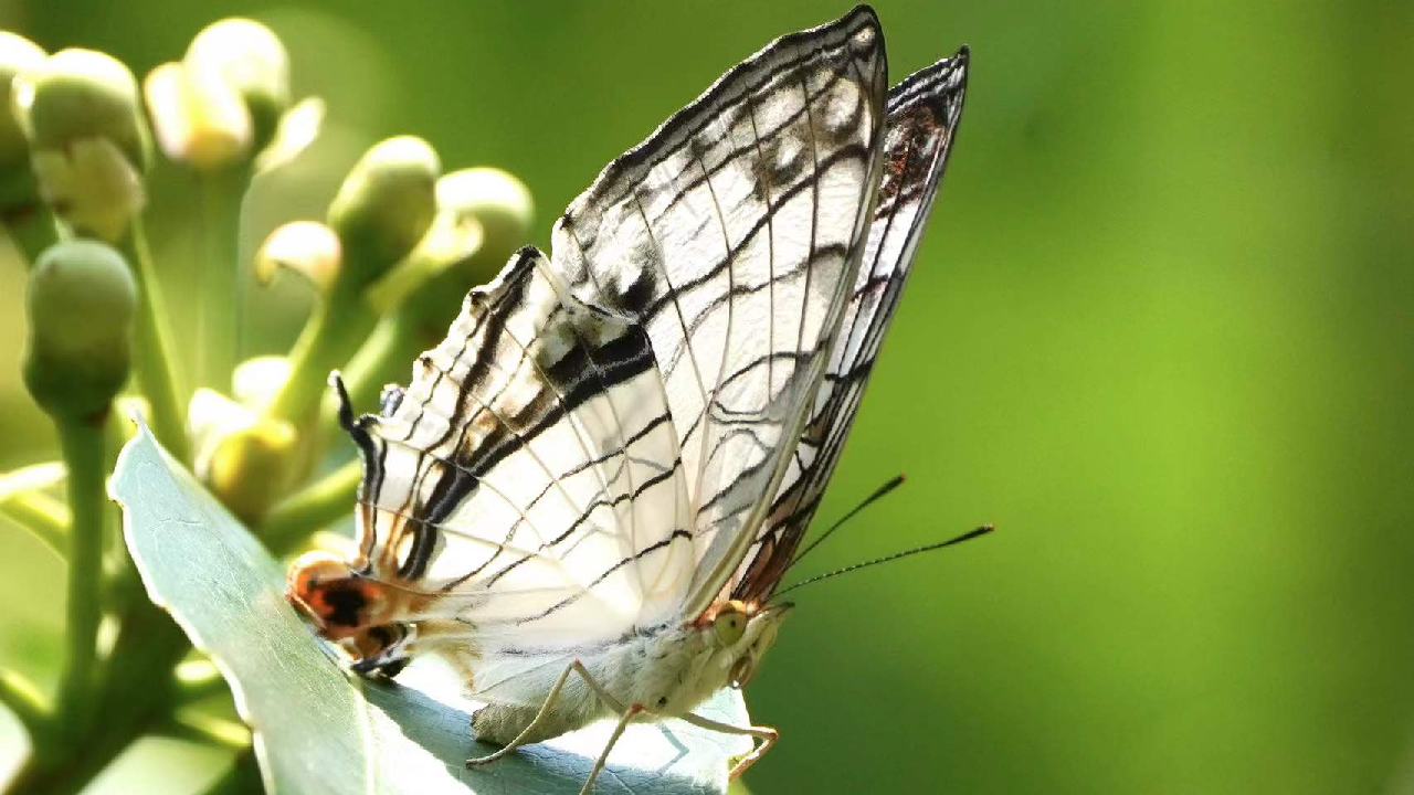 Butterflies thrive in South China forest park - CGTN