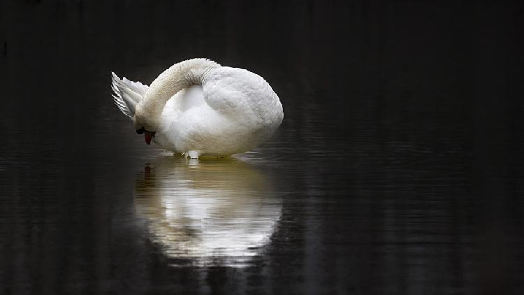 The Colors of Nature: White swans - CGTN