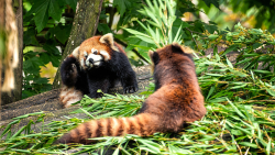 Live: Birth diary of baby red pandas in Tianjin - Ep. 3 - CGTN