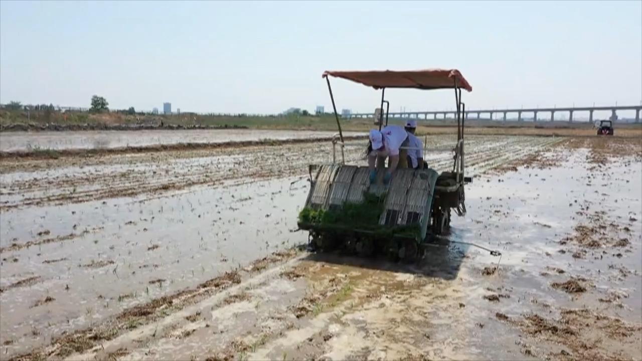China starts large-scale planting of 'seawater rice' - CGTN