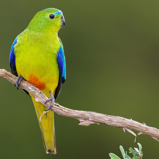 More than 60 Australian species face extinction within 20 years: study ...