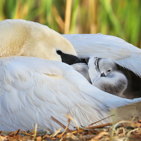 Live: Mute swan hatching at North Longhu Wetland Park – Ep. 4 - CGTN