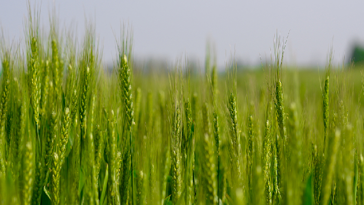 Live: Wheat production base in central China's Henan Province – Ep. 2 ...