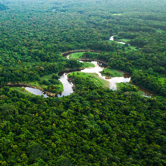Seven Continents, One Home: Jaú National Park in Brazil - CGTN