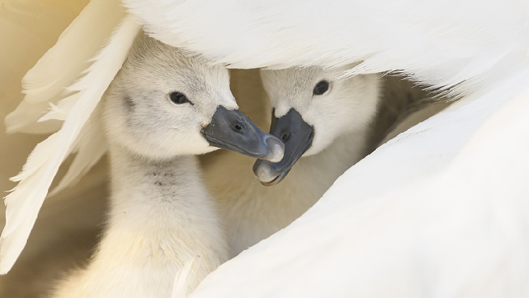 Live: Mute swan hatching at North Longhu Wetland Park – Ep. 8 - CGTN
