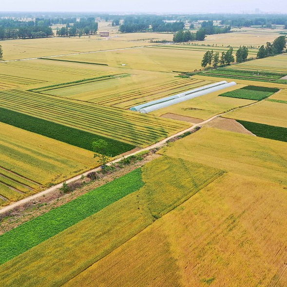Live: Wheat production base in central China's Henan Province – Ep. 7 ...