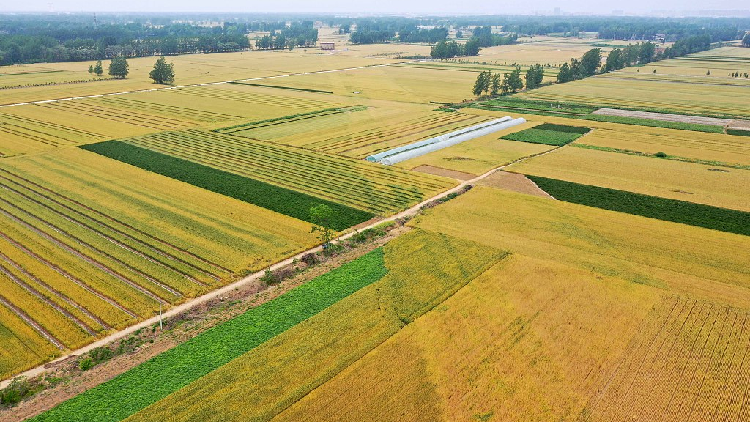 Live: Wheat production base in central China's Henan Province – Ep. 7 ...