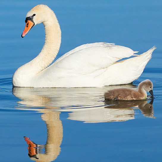 Live: Baby mute swans to be born at North Longhu Wetland Park – Ep. 12 ...