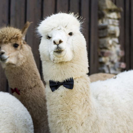 Live: Immerse in the charm of the natural world in Wuhan East Lake - CGTN