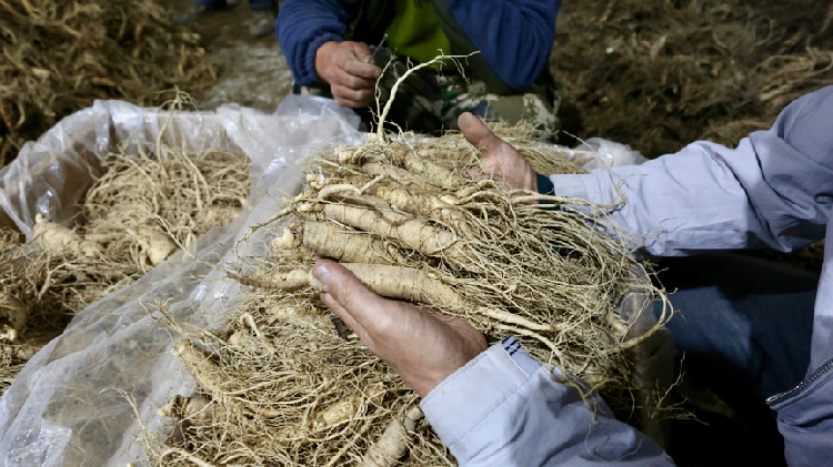 Live: A glimpse of the ginseng industry in NE China - CGTN
