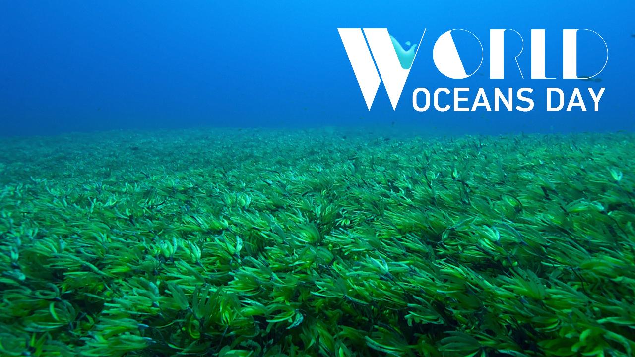 World Ocean Day: Restore undersea meadows - CGTN