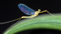 Chinese scientists discover mating-swarms in early mayfly fossils - CGTN