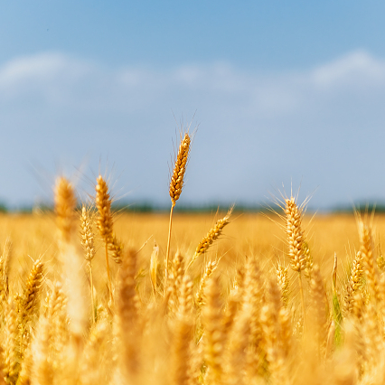 Live: Wheat production base in central China's Henan Province – Ep. 14 ...