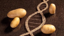 Chinese scientists' major discovery on potato genome sequence: Nature ...