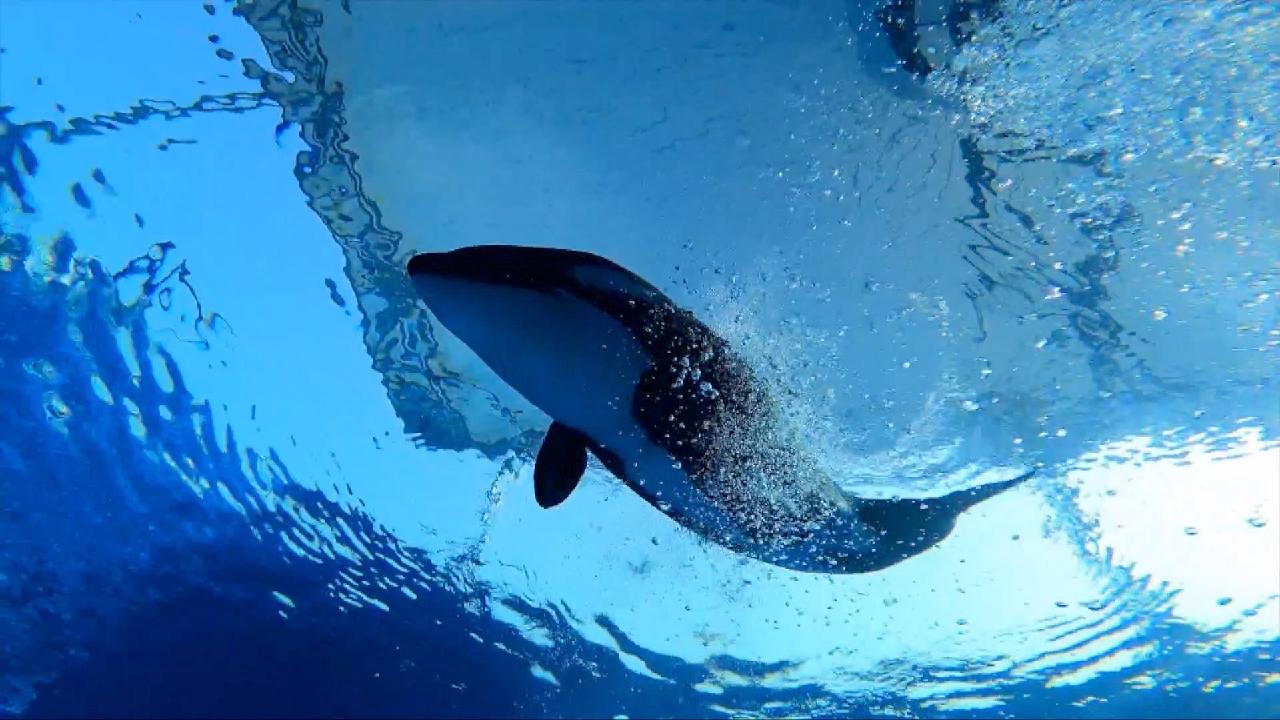 Killer whale calf makes its debut at Shanghai ocean park - CGTN