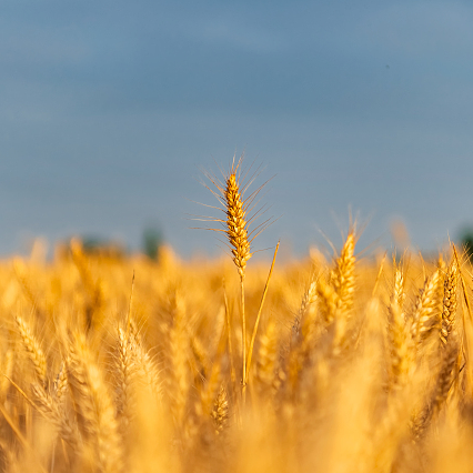 Live: Wheat production base in central China's Henan Province – Ep. 16 ...