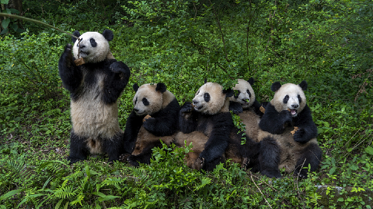 Pandas enjoy summertime in SW China - CGTN