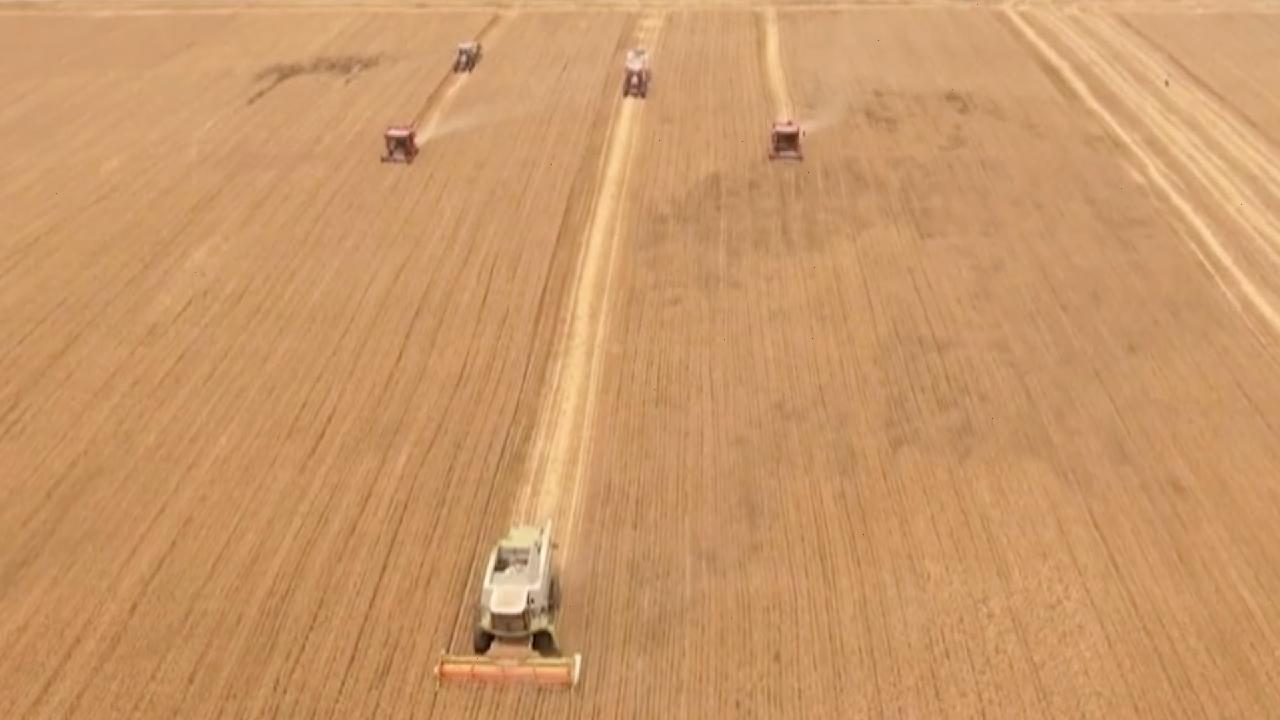 China's summer wheat harvest nearly complete - CGTN