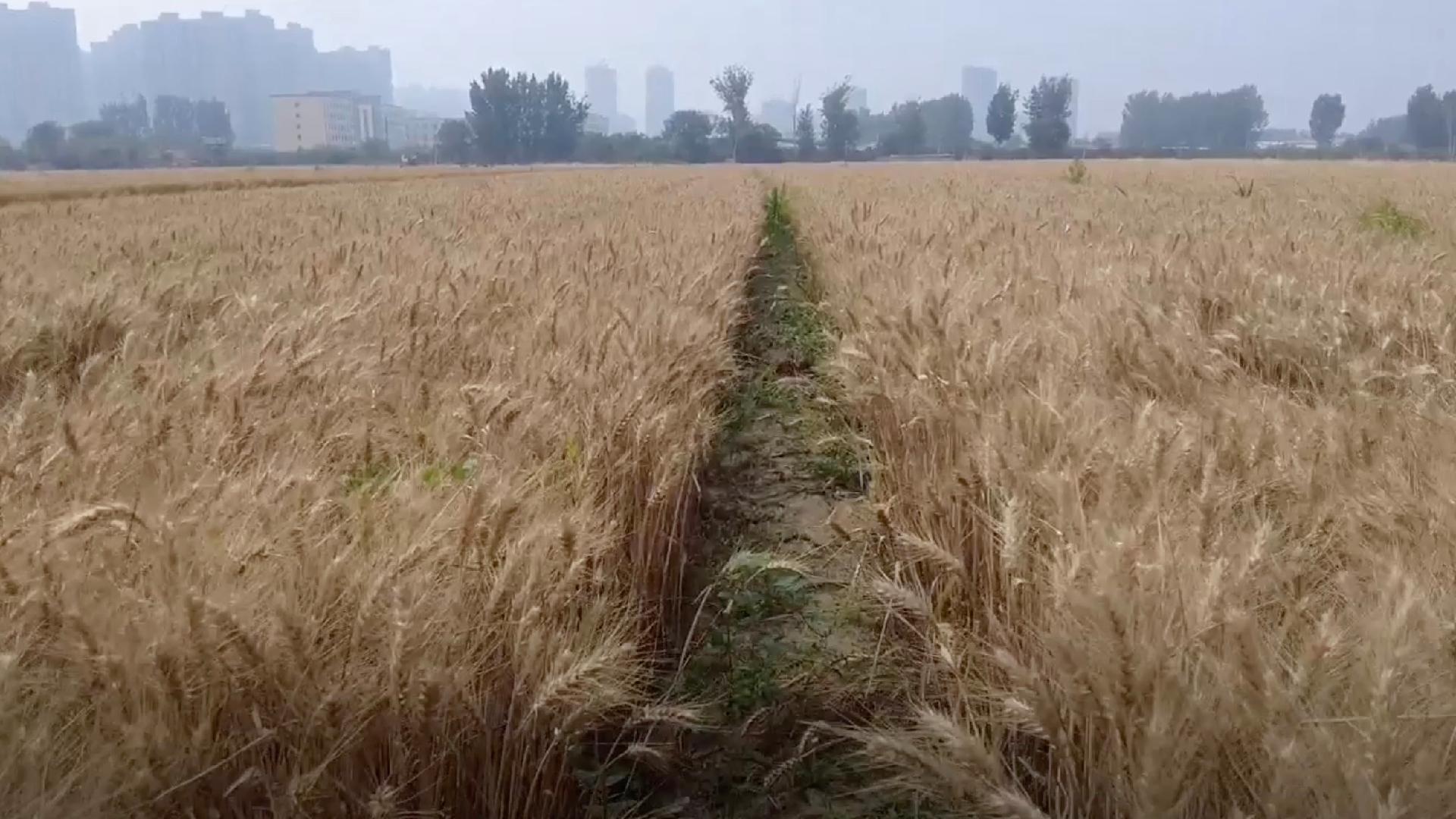 Farmers welcome wheat harvest season in N China - CGTN