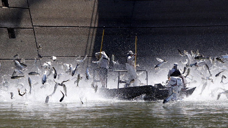 Invasive species of Asian Carp in U.S. renamed Copi - CGTN