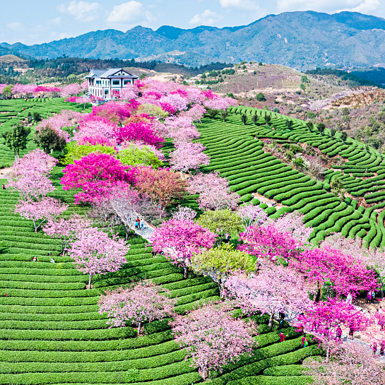Live: Cherry blossoms in a tea garden in China's Fujian Province - CGTN