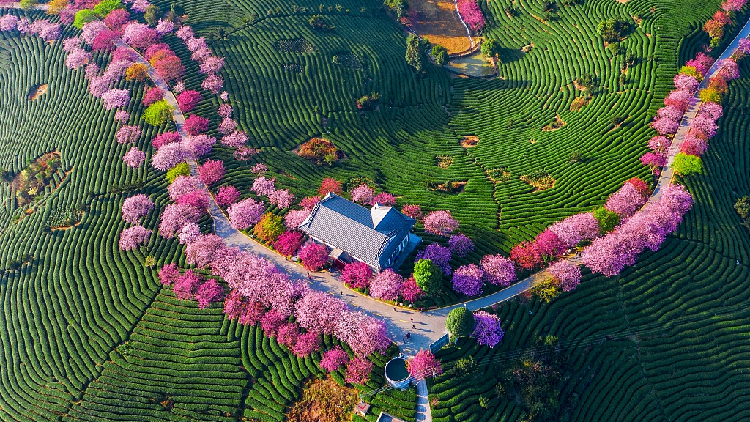 Live: China's largest cherry tea garden in Fujian Province – Ep.3 - CGTN