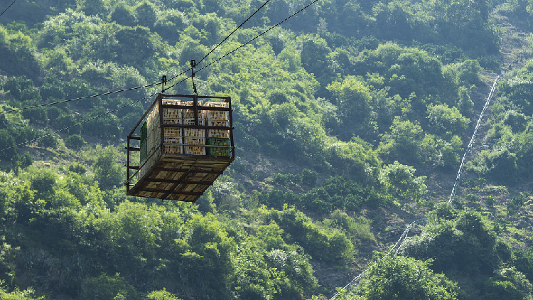Live: Modern machinery facilitates orange harvest in C China – Ep. 4 - CGTN