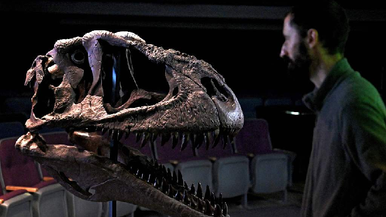 Argentina: Dinosaur species discovered with tiny arms like T. rex - CGTN