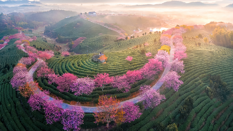Live: China's largest cherry tea garden in Fujian Province – Ep. 6 - CGTN
