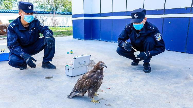 An injured buzzard 'seeks help' in police station in Xinjiang - CGTN