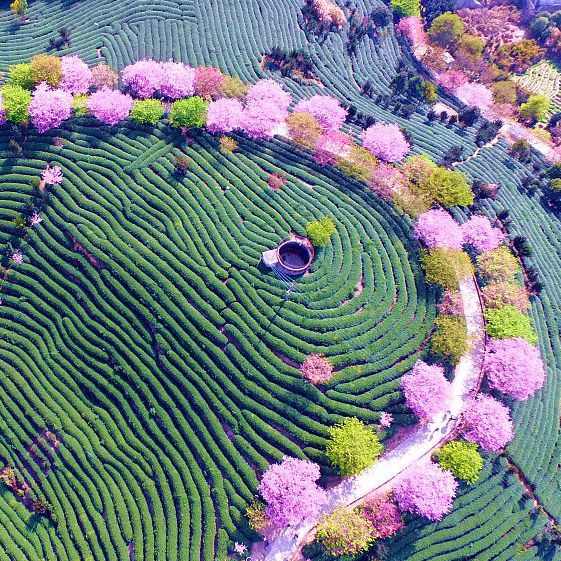 Live: China's largest cherry tea garden in Fujian Province – Ep. 7 - CGTN