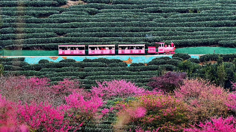 Live: China's largest cherry tea garden in Fujian Province – Ep. 8 - CGTN