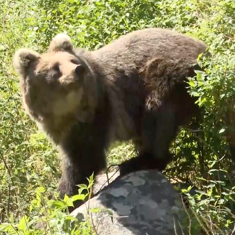 Rescued brown bear released into wild after 13-month care in NW China ...