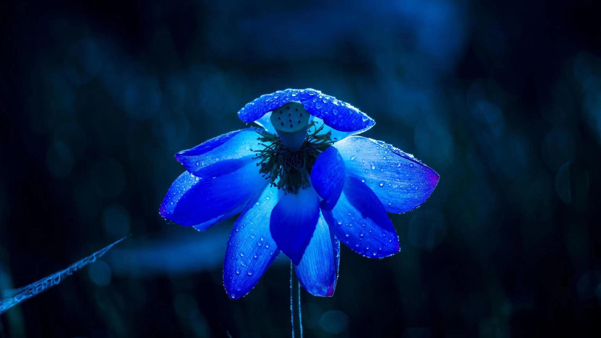 It's time to appreciate lotuses - CGTN