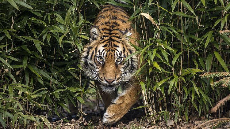 Wild tiger numbers higher than previously thought: IUCN - CGTN