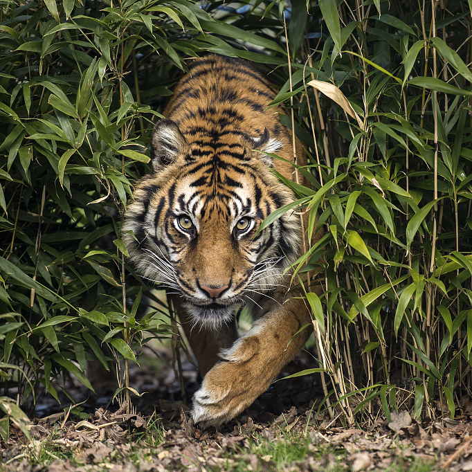 Wild tiger numbers higher than previously thought: IUCN - CGTN