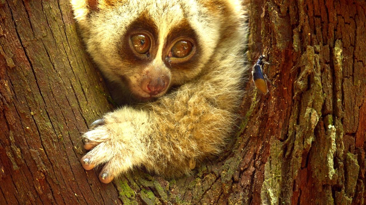 Wuliang Mountains Series | Episode 5: Slow loris - CGTN