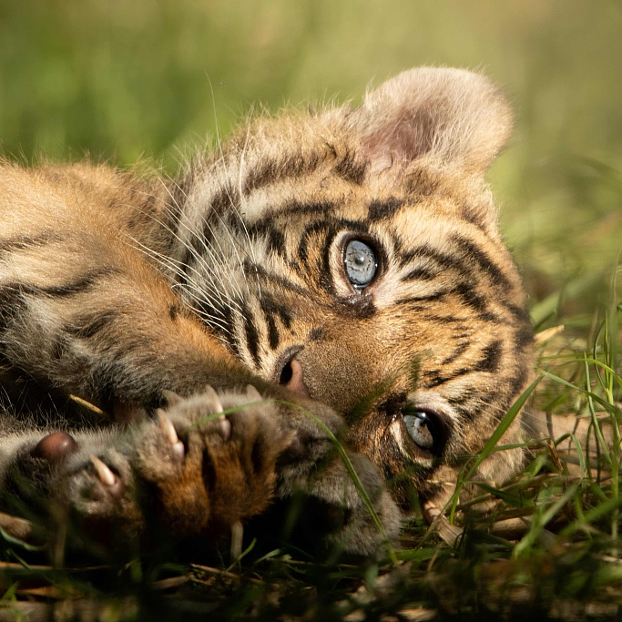 Live: Enjoy the Global Tiger Day and get 'real close' with tigers - CGTN