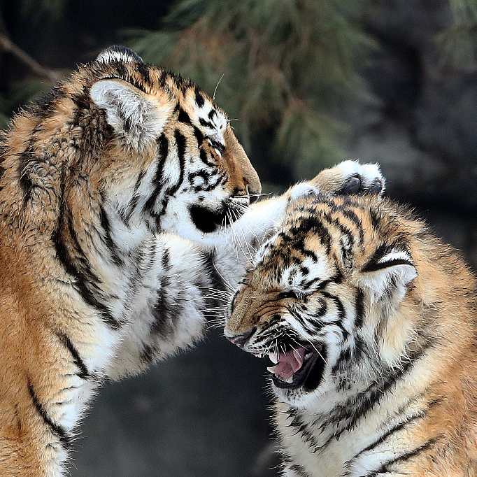 International Tiger Day: Tiger protection bears fruit in over a decade ...
