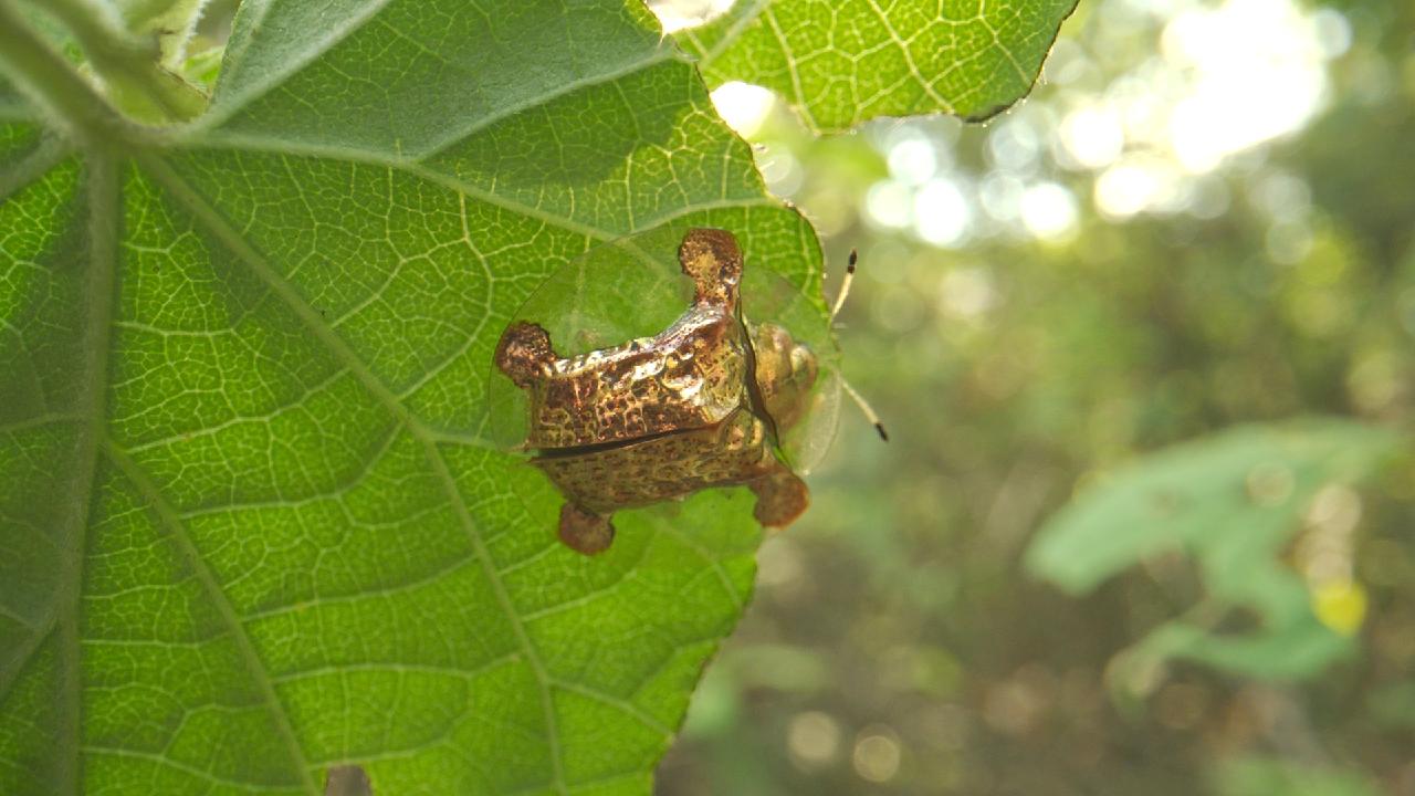 Wuliang Mountains Series | Episode 8: Golden tortoise beetle - CGTN