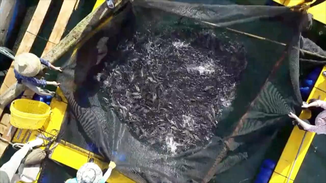 First batch of green fin puffer fish successfully bred in captivity - CGTN